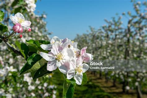 과수원에서 사과 나무의 봄 분홍색 꽃 벨기에 과일 지역 Haspengouw 0명에 대한 스톡 사진 및 기타 이미지 0명 4