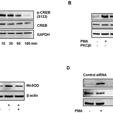 Pkcβii Inhibition Suppressed Pma­induced Creb Phosphorylation And Mnsod