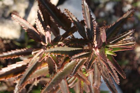 Propiedades y beneficios del KALANCHOE descúbrelos