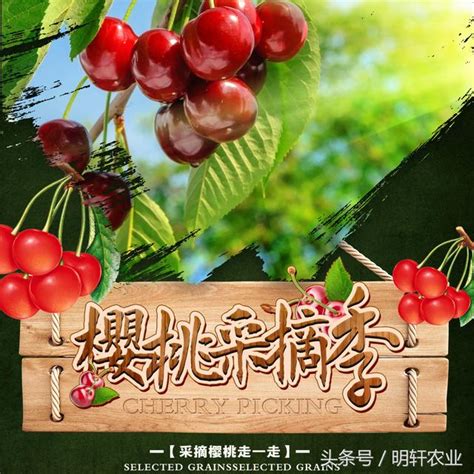 初夏之吻櫻桃小鎮 大櫻桃上市了 歡迎品嘗沂蒙山歡迎您 每日頭條
