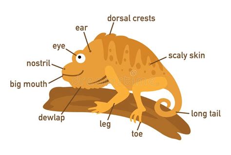 Illustration Of Mosquito Vocabulary Part Of Body Stock Vector