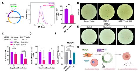 Merkel Cell Polyomavirus Large T Antigen Induces Cellular Senescence For Host Growth Arrest And