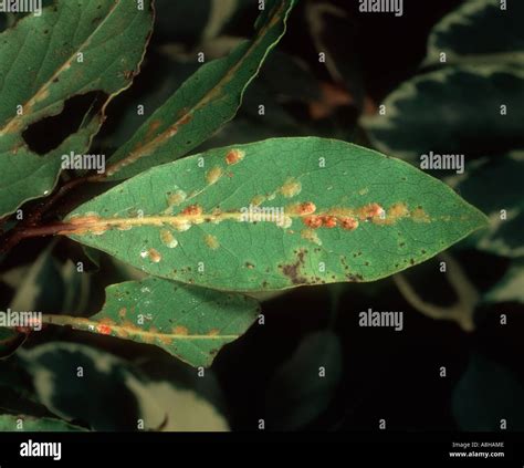 Bay Laurel Leaves Turning Brown At Matthew Tindal Blog