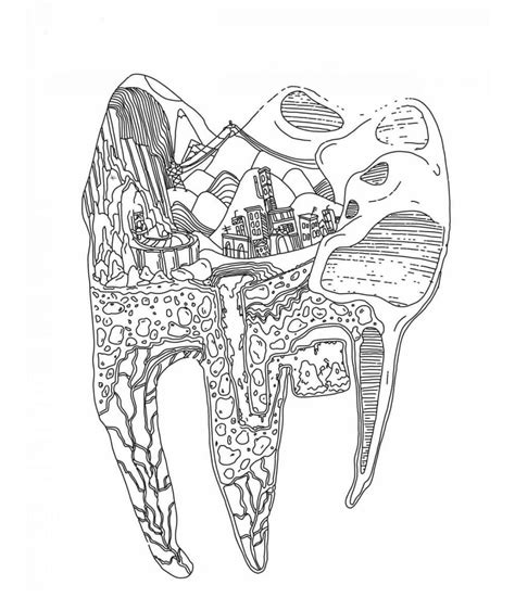 Printable Tooth Anatomy Coloring Page Free Download And Print For You