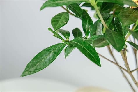 栀子从出花苞到开花大概要多长时间 花百科