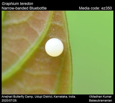 Graphium Teredon Butterfly
