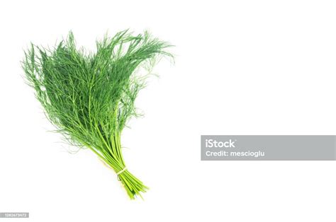 흰 배경 녹색 잎 채소 건강한 음식 에 고립된 신선한 녹색 딜 무리 0명에 대한 스톡 사진 및 기타 이미지 0명 건강관리와 의술 건강한 식생활 Istock