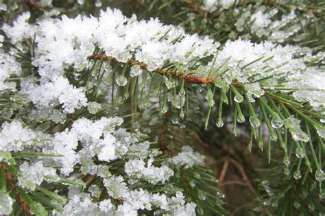 Frosty Twig By Couis On Deviantart