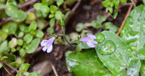 かまがや散歩 身近に見る 春の雑草