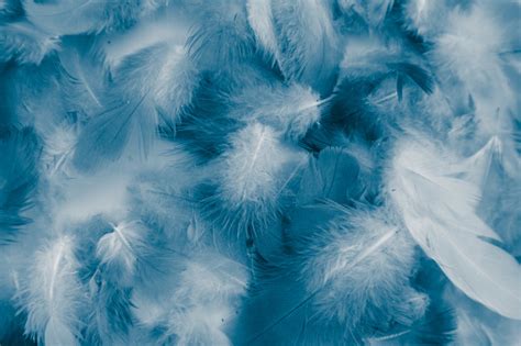 흰색 배경에 아름다운 추상 적색 보라색과 파란색 깃털과 흰색 패턴에 부드러운 어두운 파란색 깃털 질감 검은색에 대한 스톡 사진 및 기타 이미지 Istock