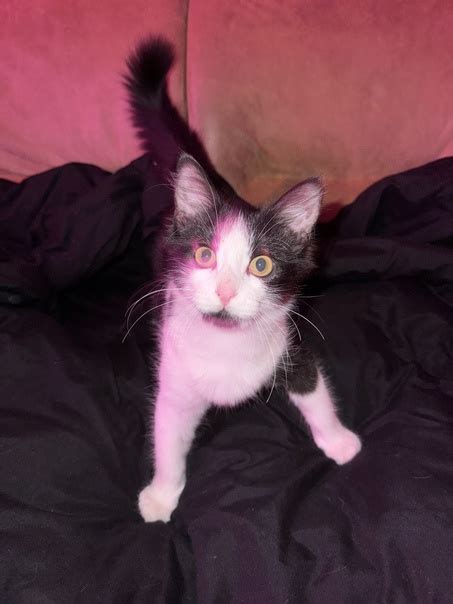 ️КОТЕНОК девочка ищет дом и любящих МамПап ️ очень ласковая мурчашечка кушает всё на лоток