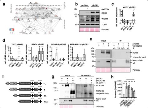 Wnt11 Is A Novel Ligand For Ror2 In Humans A Rna Seq Of Mcf 7 Pror2