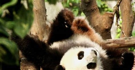 David 34 Ans Parisien Placide Propulsé Pandassadeur