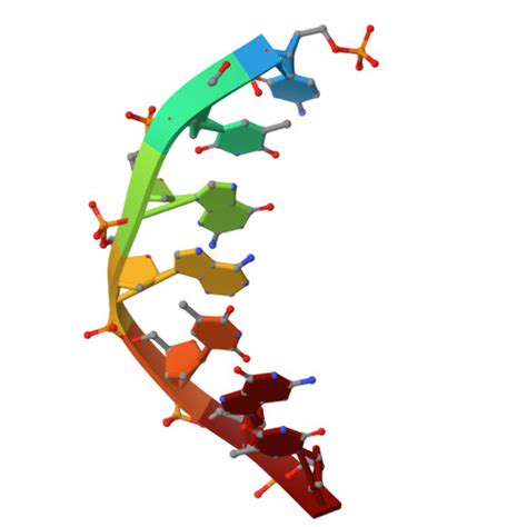 Rcsb Pdb 7sdt Iuags Metal Mediated Dna Base Pair In A Self