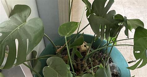 Monstera Album On Imgur