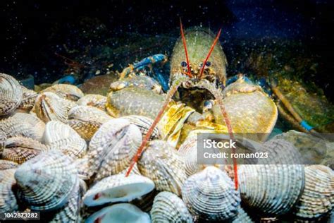 다채로운 가재 판매 식당에서 수족관 안에 조개와 바다 갑각류 0명에 대한 스톡 사진 및 기타 이미지 0명 갈고리 발톱 감금 상태 Istock
