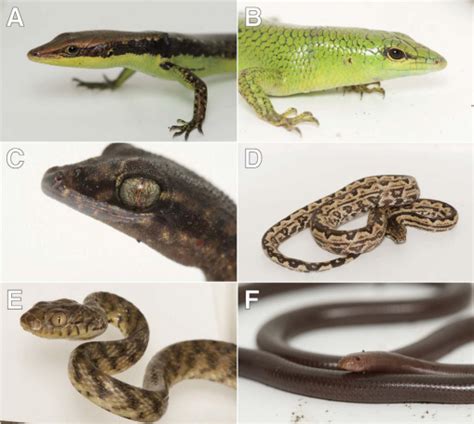 A Survey Of Terrestrial Vertebrates Of Tetepare Island Solomon Islands
