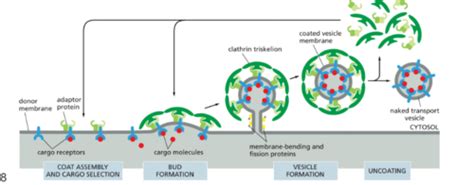 Chapter 13 Intracellular Membrane Traffic Flashcards Quizlet