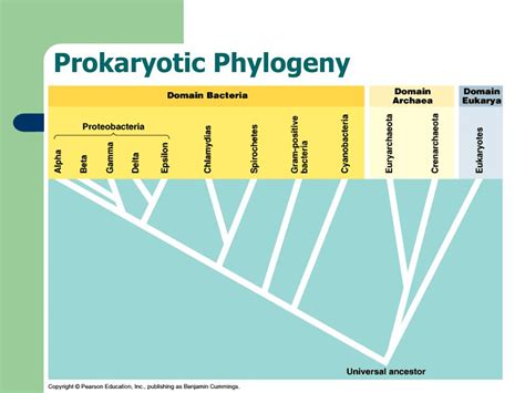 Ppt Prokaryotic And Eukaryotic Classification Ppt Prokaryotic And Eukaryotic Classification