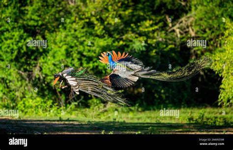 Two Peacocks Pavo Cristatus Are Fighting Each Other In Yala National