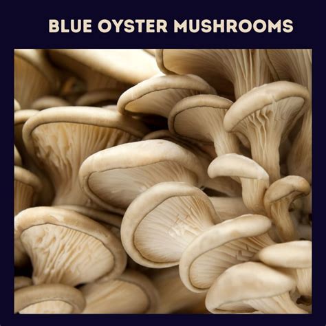 How To Cook With Blue Oyster Mushrooms The Addy Bean