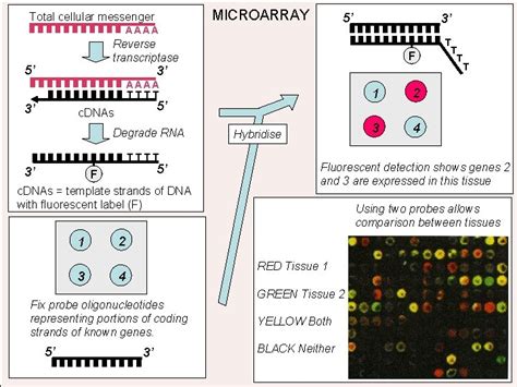 Studying Gene Expression In The Embryo Studying Gene