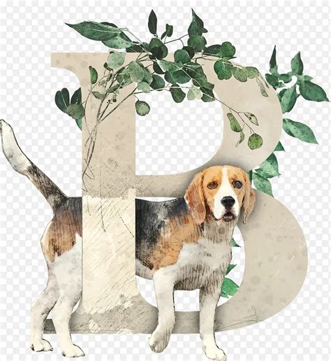 动植物英文字母 B Png图片素材下载图片编号ykexggzr 免抠素材网