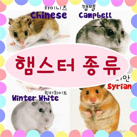햄스터 종류 드워프 햄스터 윈터화이트 네이버 블로그