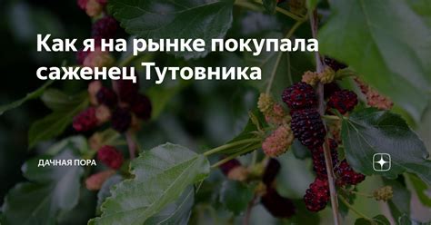 Как я на рынке покупала саженец Тутовника | ДАЧНАЯ ПОРА | Дзен
