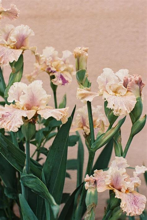 Photo Of The Entire Plant Of Tall Bearded Iris Iris Break In Posted