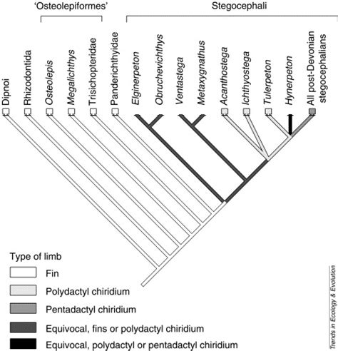 Early Tetrapod Evolution Trends In Ecology And Evolution