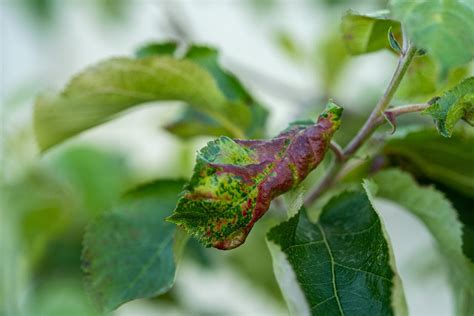 Leaf Curl Apple Tree Diseases Raintree Nursery Guide