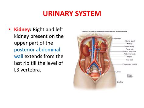 Respiratory And Urinary Systems Anatomy Pptx Ear Nose And Throat Conditions Diseases And