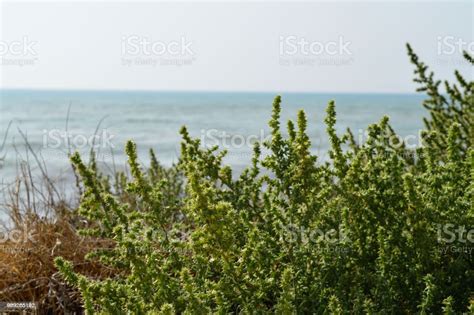 Maquis 들어가면와 배경 시 실리 이탈리아 유럽에 지중해의 클로즈업 0명에 대한 스톡 사진 및 기타 이미지 0명 건조한