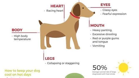 Petition · Educational Ad Campaign To Prevent Heatstroke In Dogs