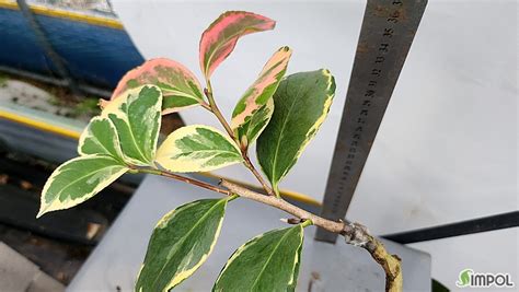 무늬동백나무 황금별2 야생화허브수생식물채소동백 심폴