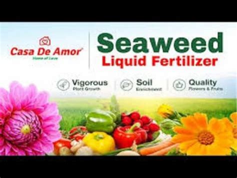 1 Kg Seaweed Extract Fertilizers Bag Liquid At ₹ 75kg In Ghaziabad