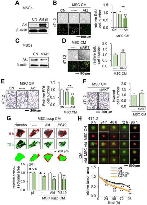 Induction Of Tumor Suppressing Capability By The Overexpression Of Akt Download Scientific