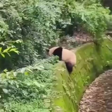 Pandas Being Clumsy Rlooneytuneslogic