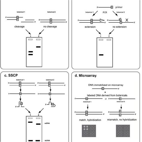 Pcr Using Universal Or Species Specific Primers Universal Primers To
