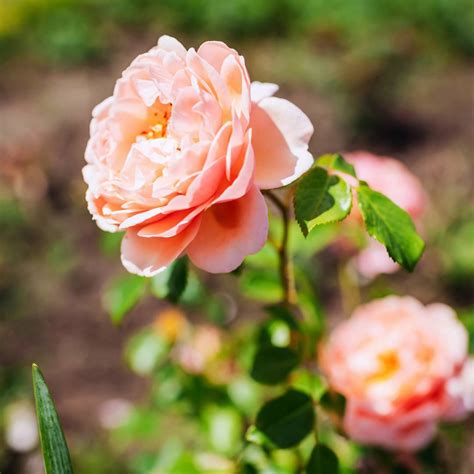 Oh Garden Ros Elizabeth Stuart