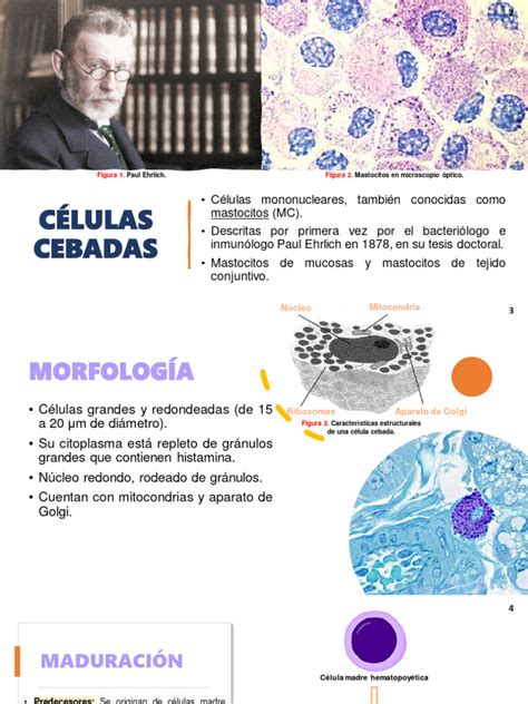 Inmunología Veterinaria Células De Linaje Mieloide Pdf Célula
