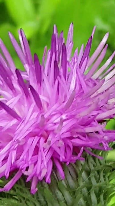 지느러미엉겅퀴 Youtube