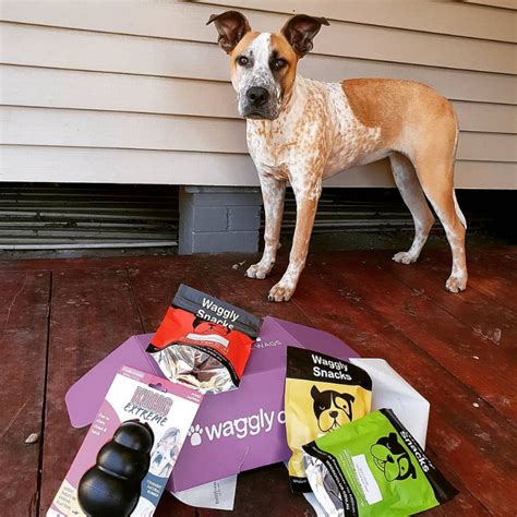 15 Top Boredom Busters For Your Dog Australian Dog Lover
