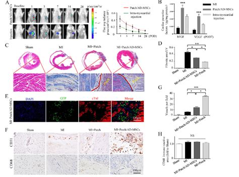 Ad Mscs Viability Through In Vivo And Histological Analyses A