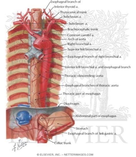 Mediastinum Esophagus And Thoracic Aorta