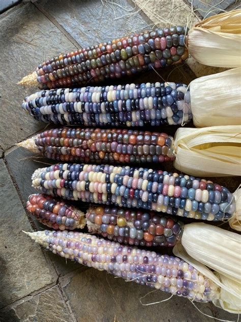 Heritage Corn Polyculture And More Seedkeeper Rowen White Of Sierra