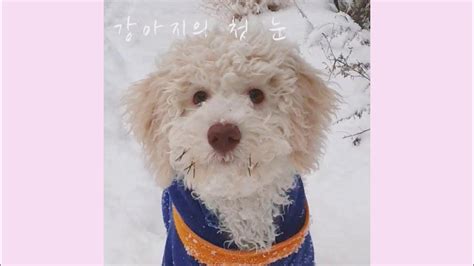 라고토로마뇰로 강아지의 첫눈 폭설주의보 Youtube