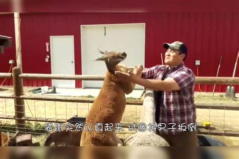 袋鼠非要和男子掰手腕，接下来的举动笑翻众人，网友：不公平！