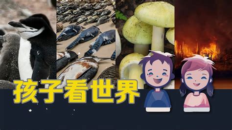 『孩子看世界－世界周報』小鳥的隱形殺手，美國每年10億隻鳥類窗殺死亡｜ 照顧小孩好累，帽帶企鵝每天小睡1萬次｜世界上最毒蘑菇，死帽菇致死率高達